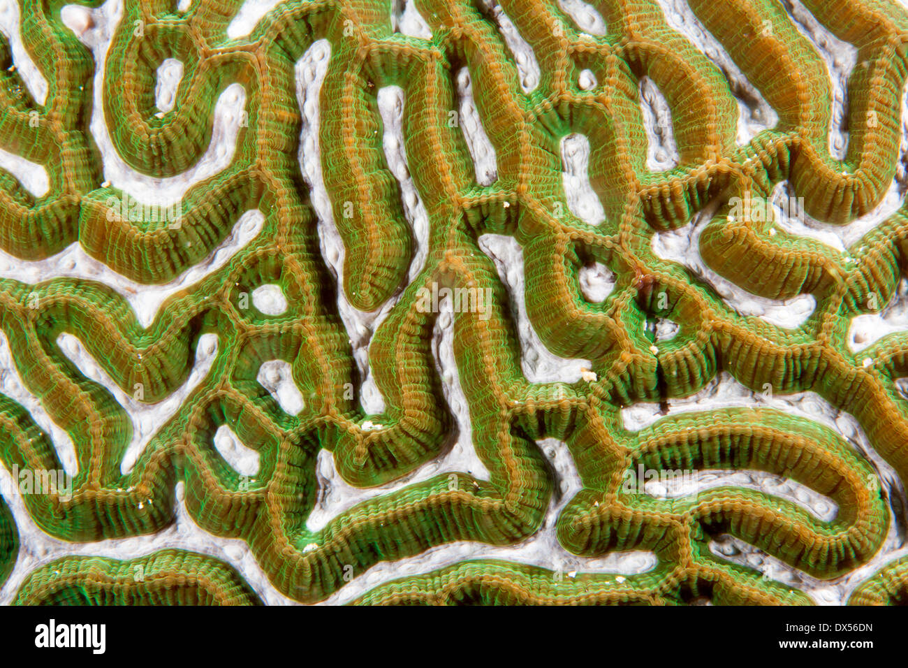 Brain Coral (Leptoria sp.), Philippines Stock Photo - Alamy
