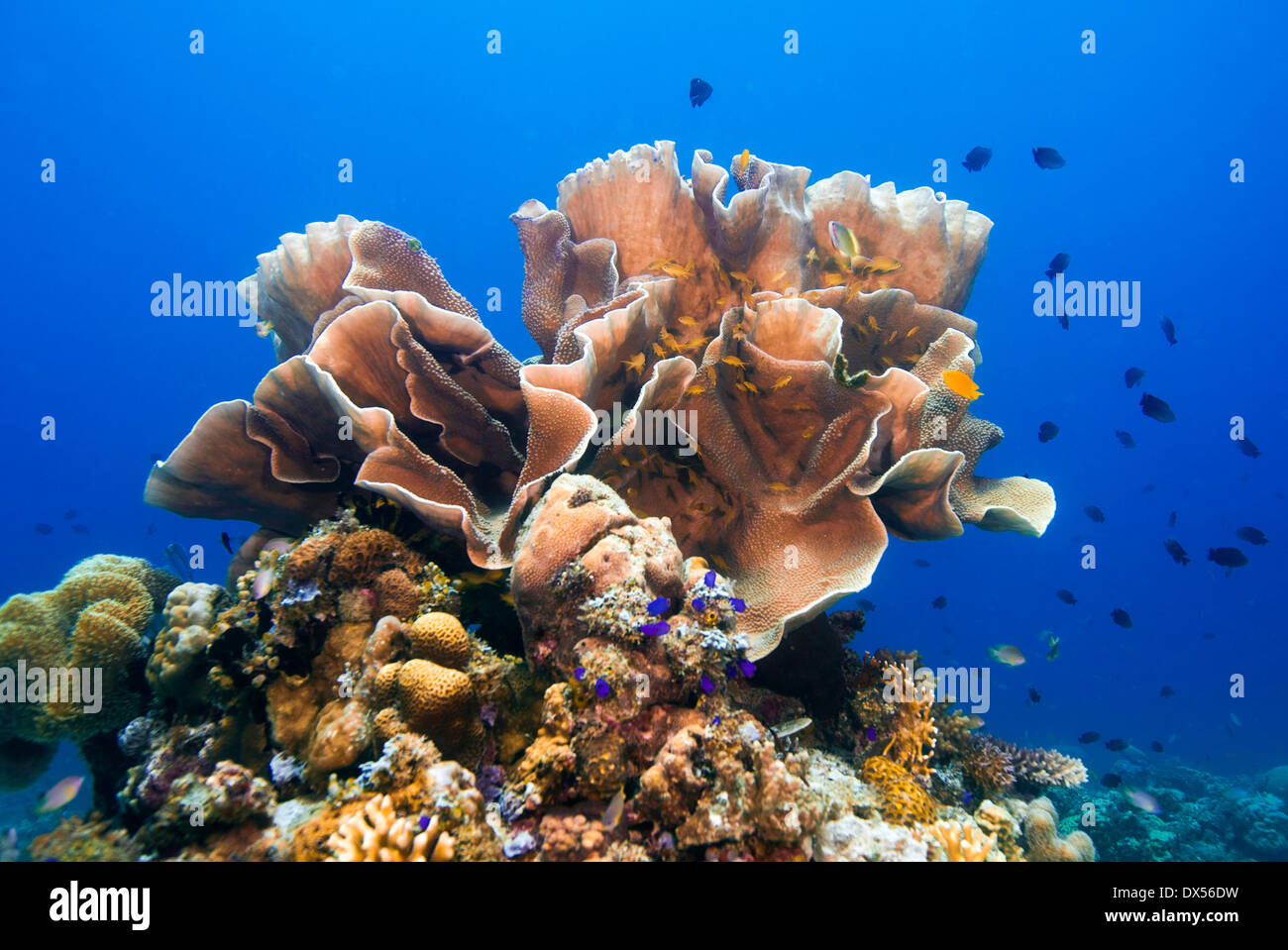 Solitary Montipora Coral (Montipora sp.), stony coral, Philippines ...