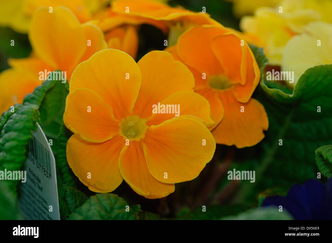 Polyanthus or primrose hi-res stock photography and images - Alamy