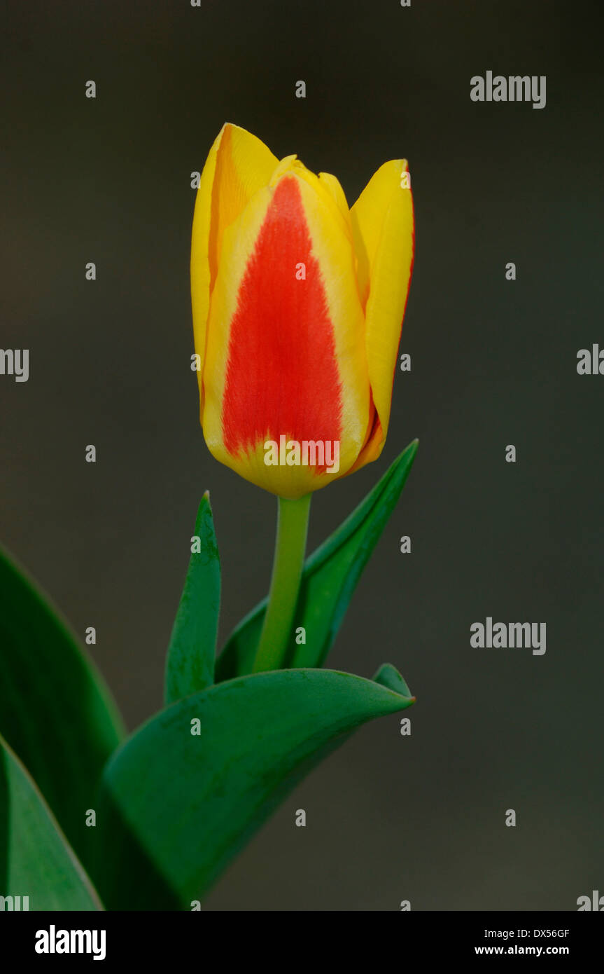 Yellow & Red Tulip Stock Photo - Alamy