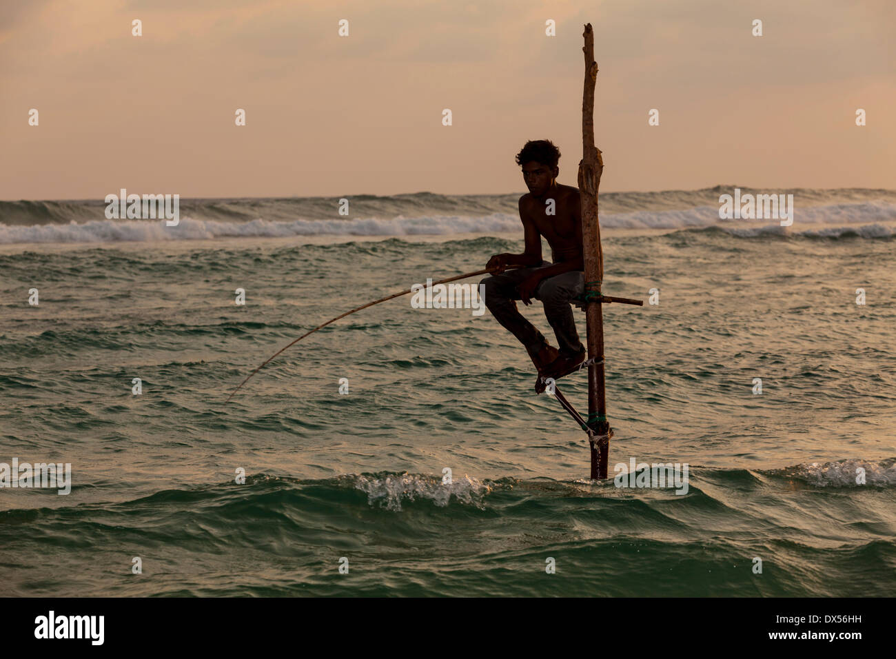 Stilt fisherman fishing in shallow water, at dusk, at Galle ...