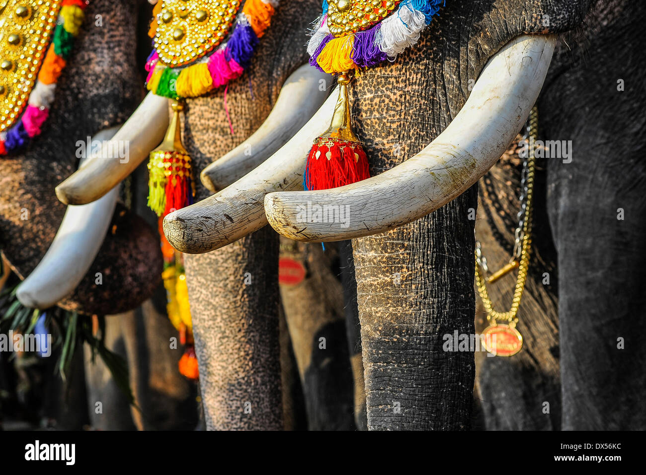 Tusks of decorated elephants at temple festival, Thrissur, Kerala ...