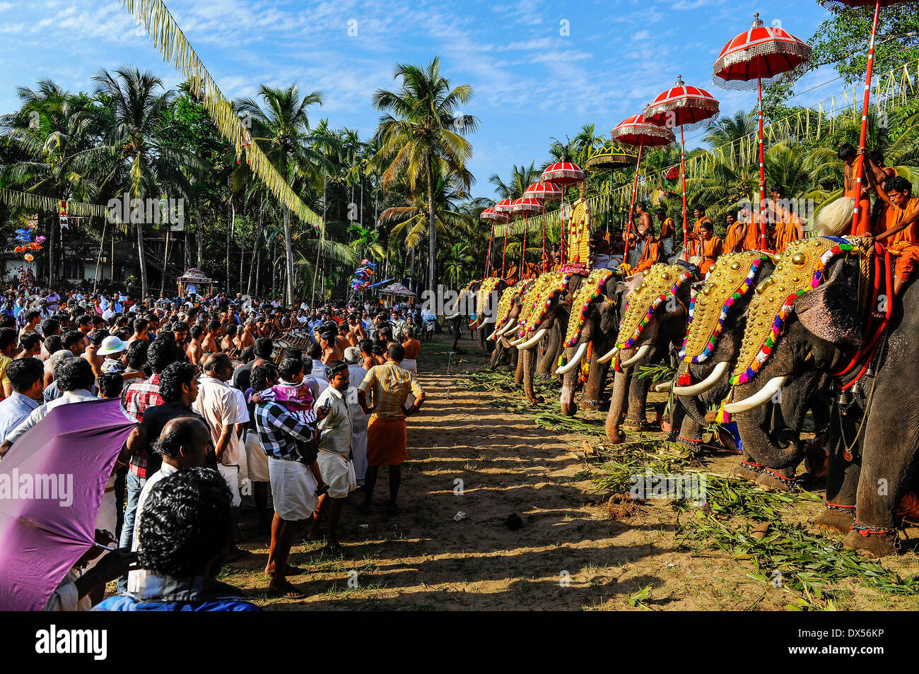 Hindu temple festival with many elephants, Thrissur, Kerala, South ...