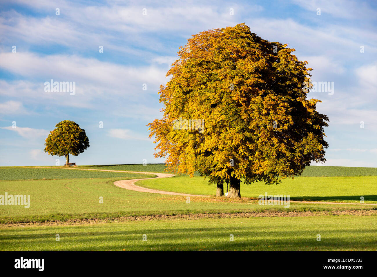 Curvy trees hi-res stock photography and images - Alamy