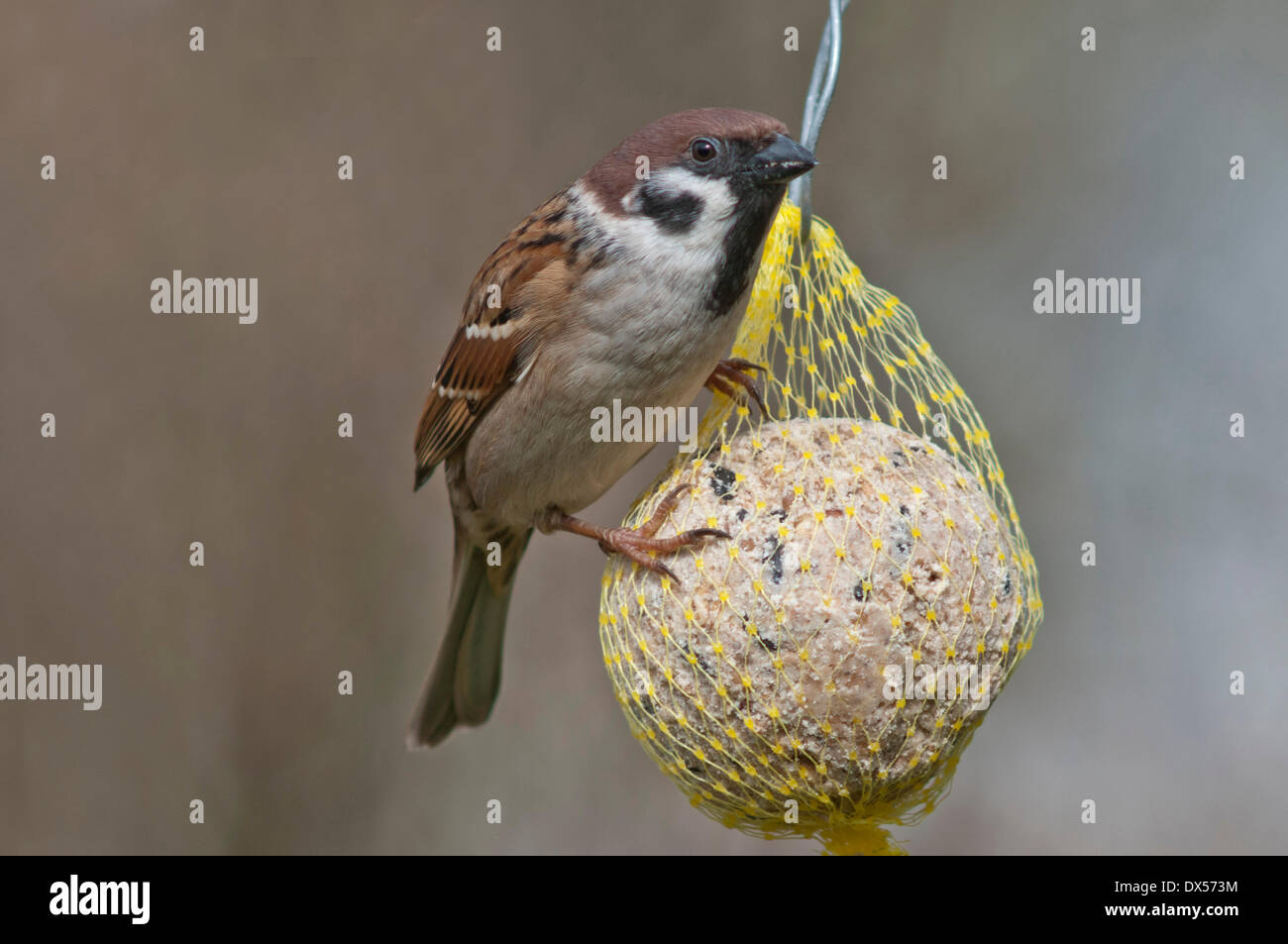 Eurasian Tree Sparrow (Passer montanus), male clinging to fat ball ...