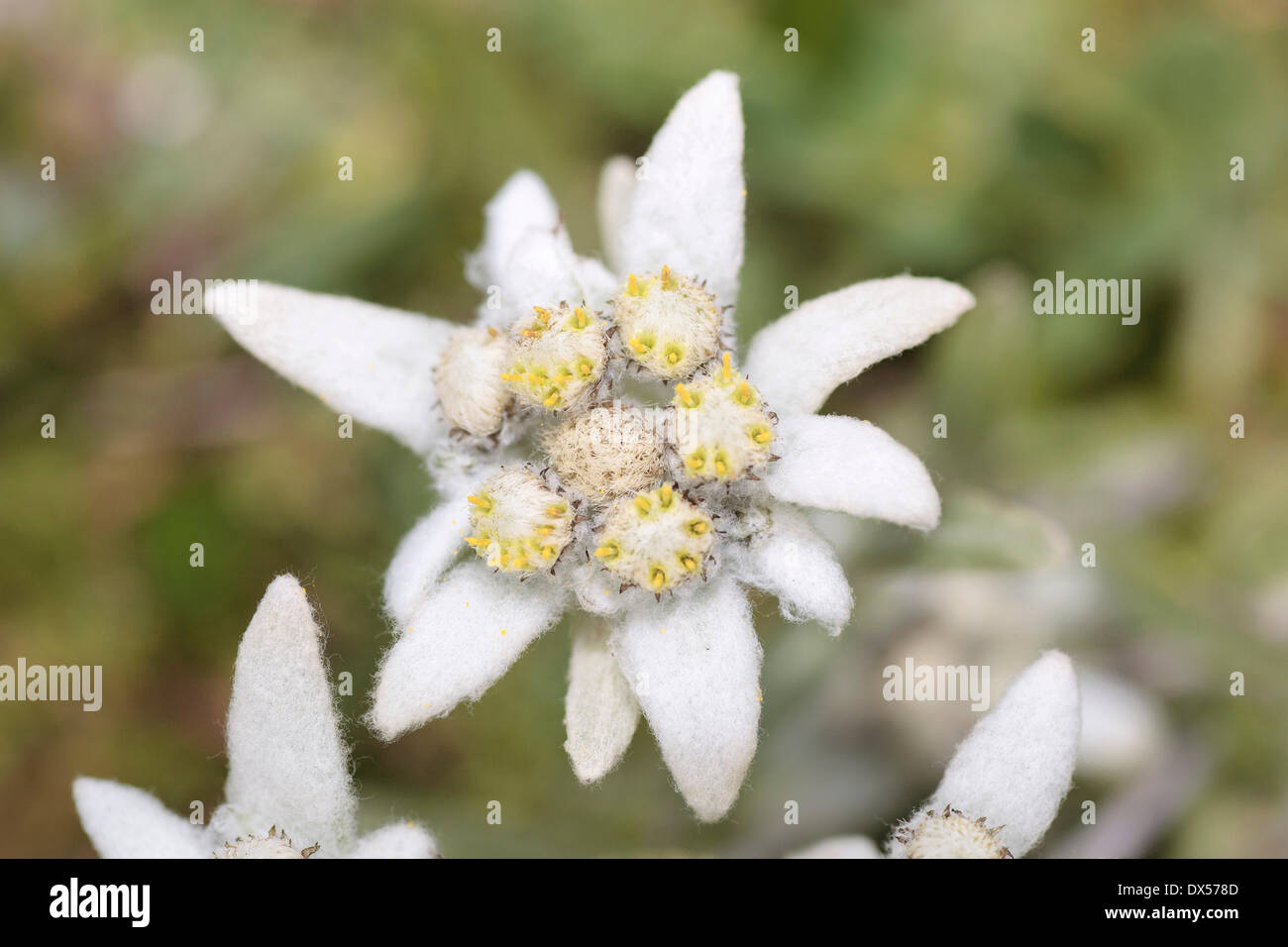 Edelweiss austria hi-res stock photography and images - Alamy