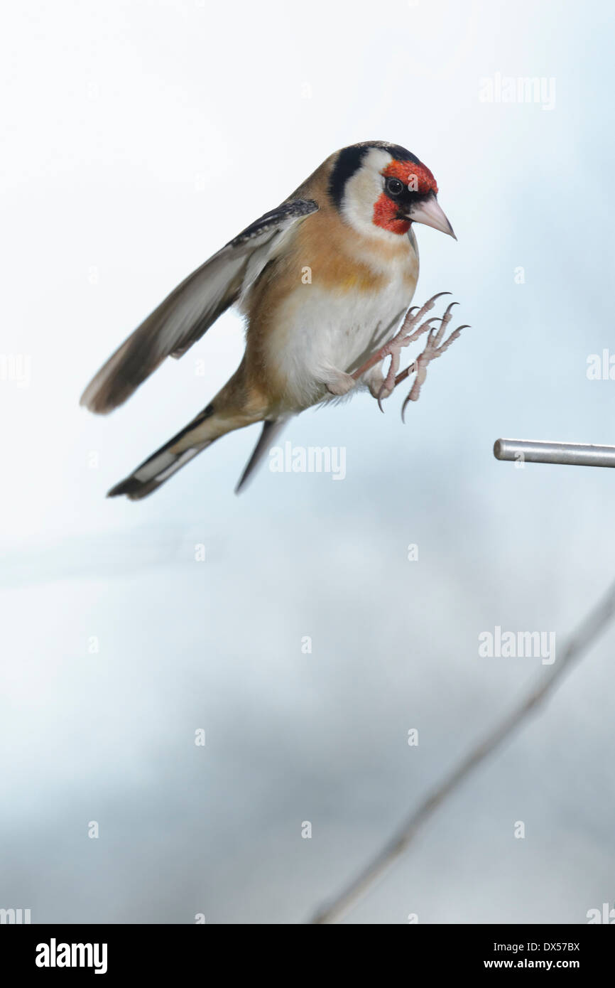 Goldfinch in action around a niger seed feeder. These attractive birds ...