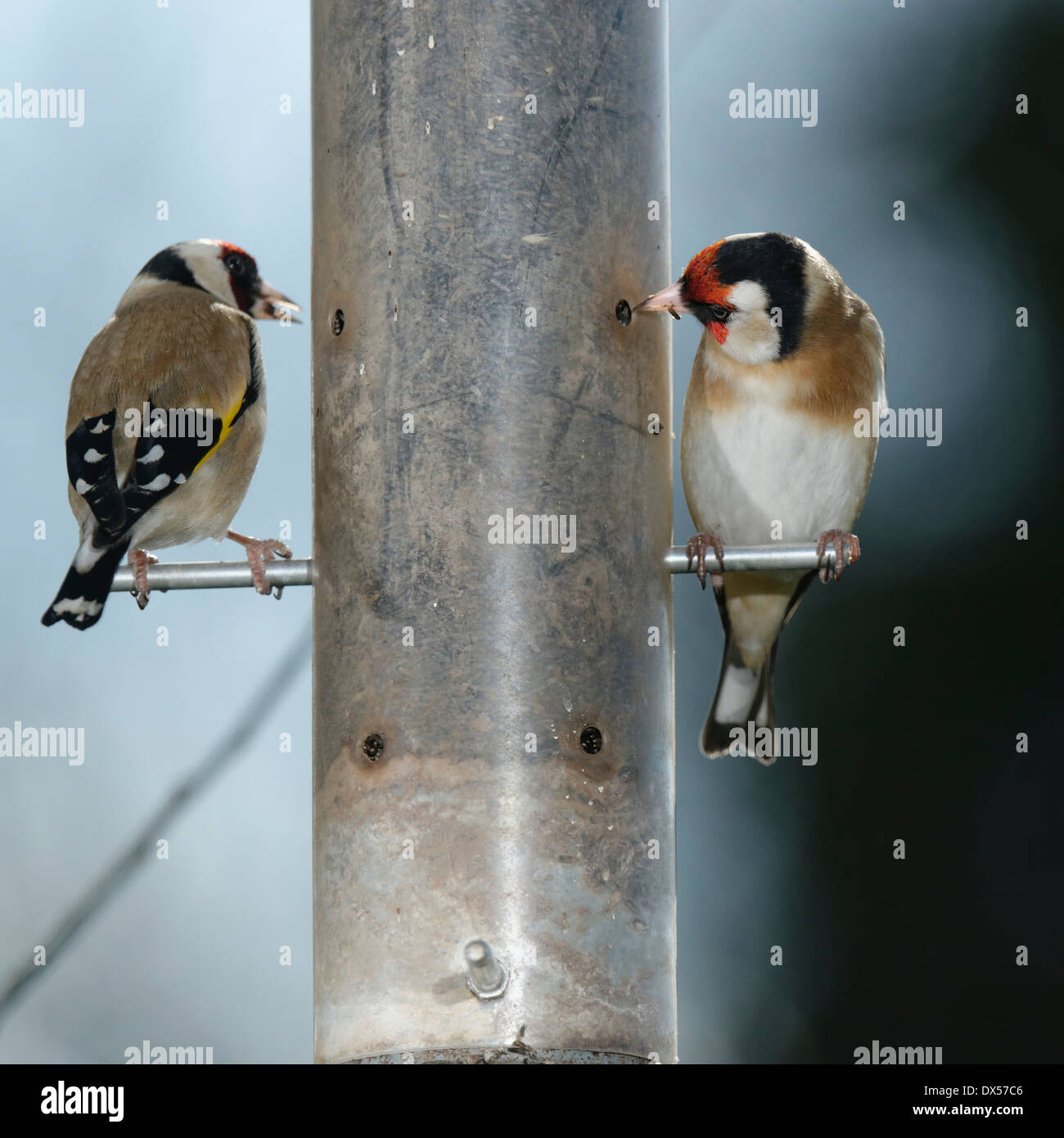 These attractive birds are known for their competettive nature but are ...