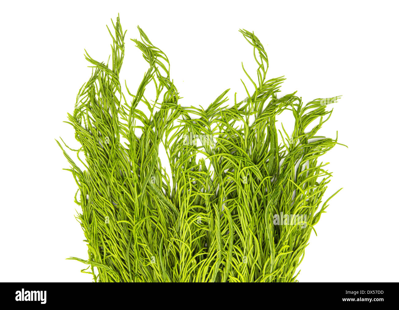 Acacia pennata hi-res stock photography and images - Alamy