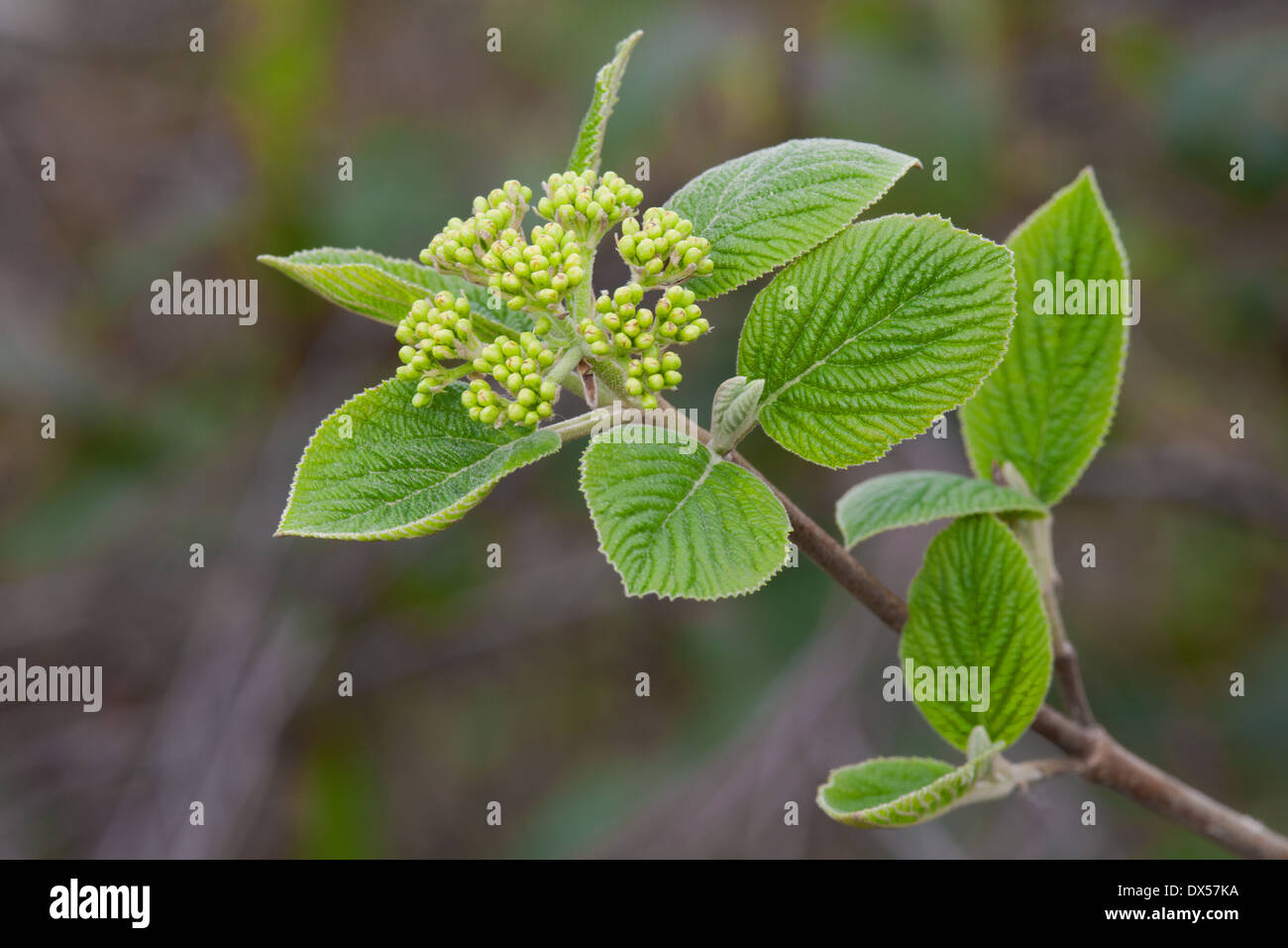 Wayfaring Tree Viburnum lantana leaves and flower buds Stock Photo ...