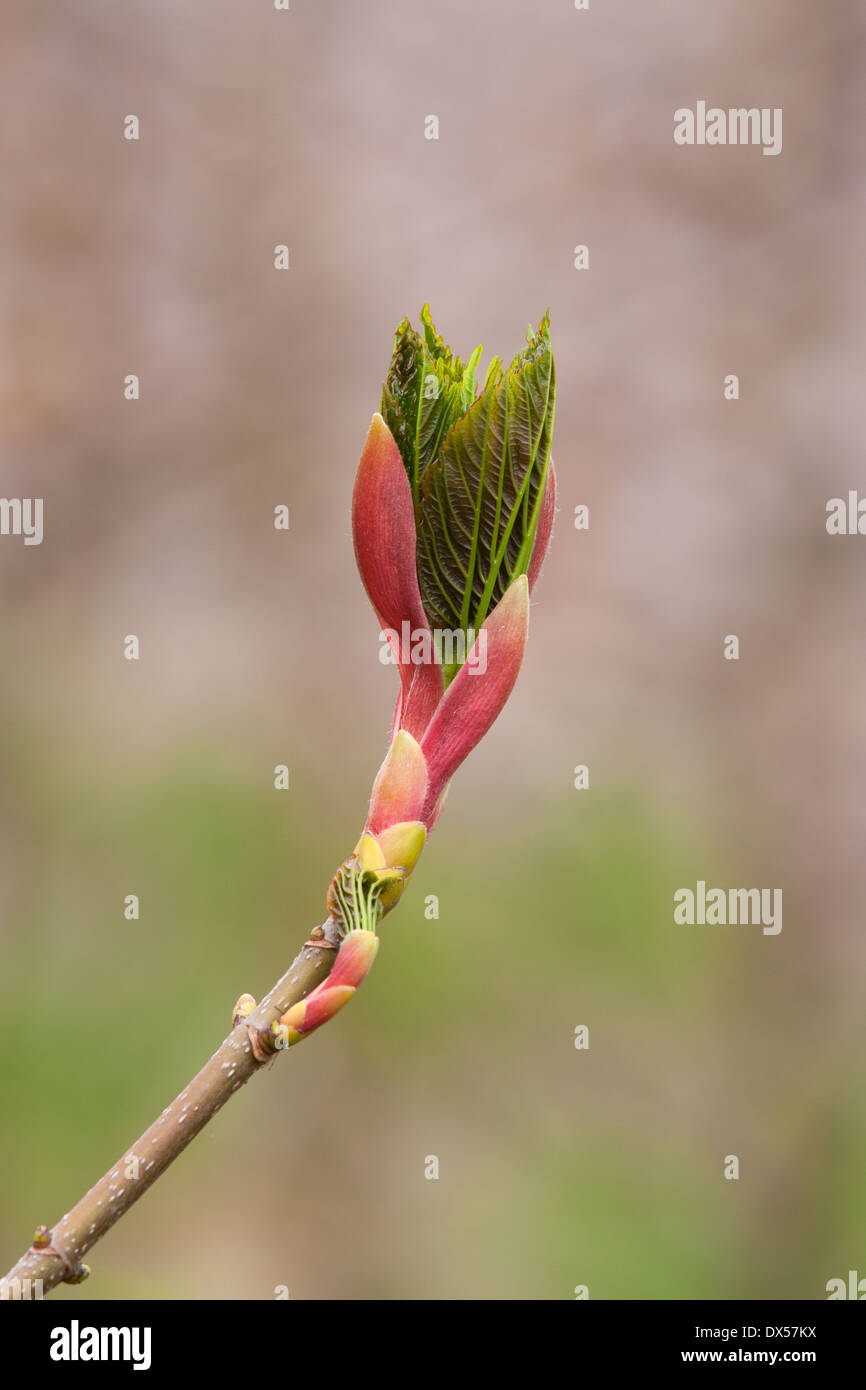 Sycamore Acer pseudoplantanus leaf buds opening Stock Photo - Alamy