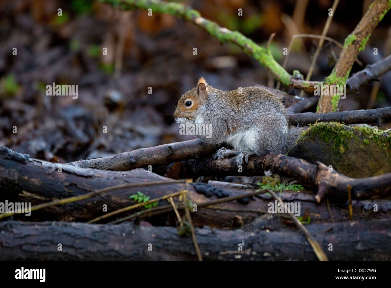 Squirrel log hi-res stock photography and images - Alamy