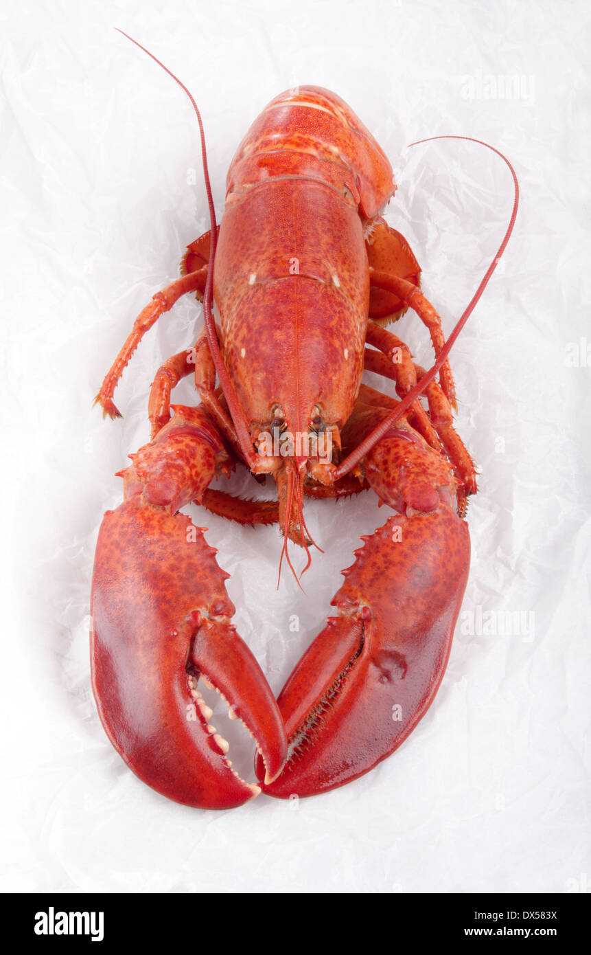 freshly boiled canadian lobster on a white kitchen paper Stock Photo ...