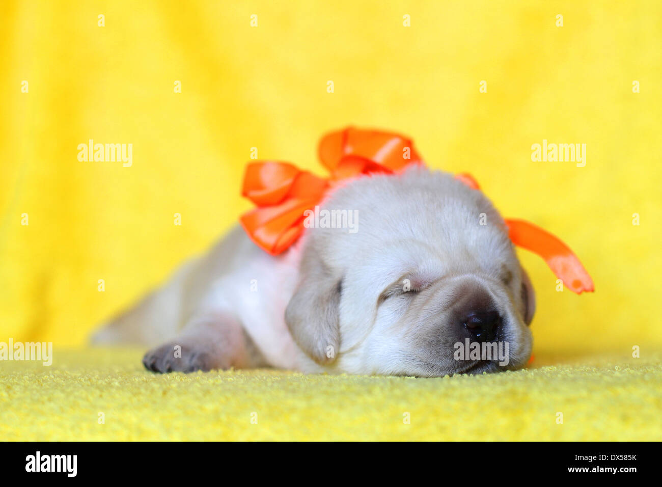 yellow labrador puppy sleeping on yellow background Stock Photo - Alamy