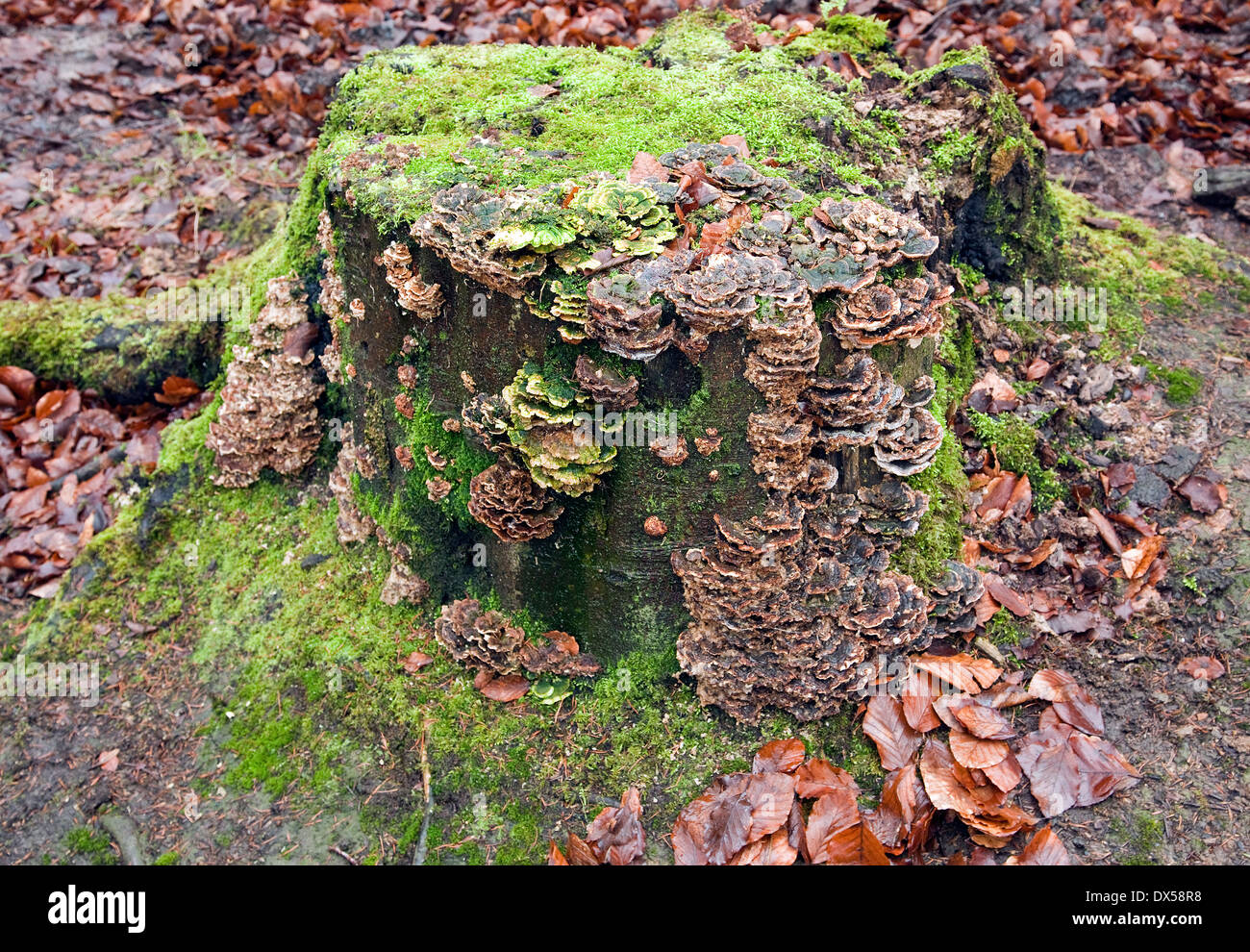 Bio Diversity bracket fungi colonising tree stump Cannock Chase Area of ...
