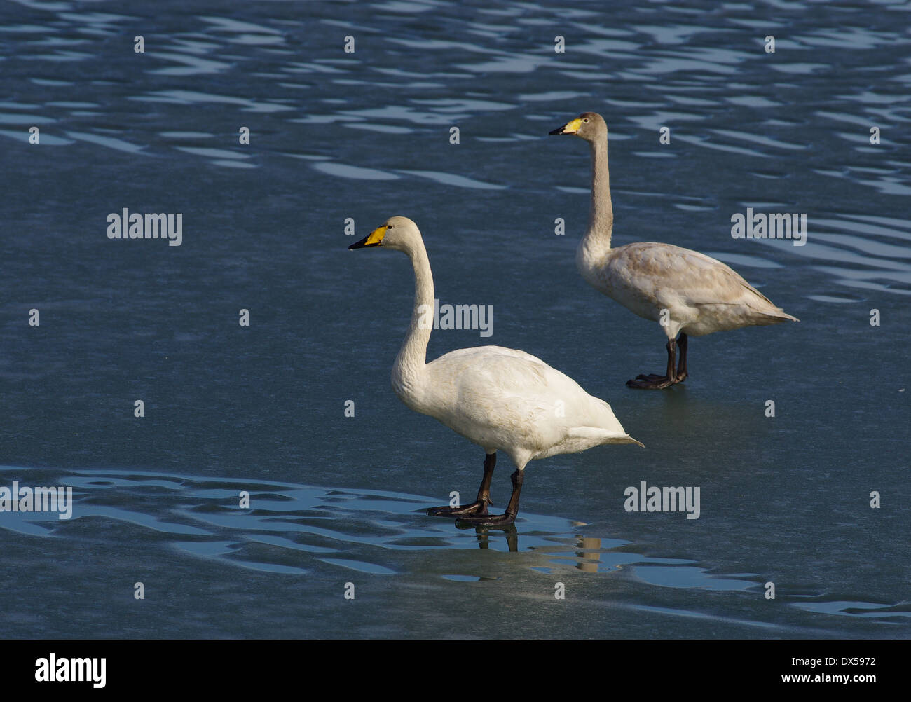 Swans animals hi-res stock photography and images - Alamy
