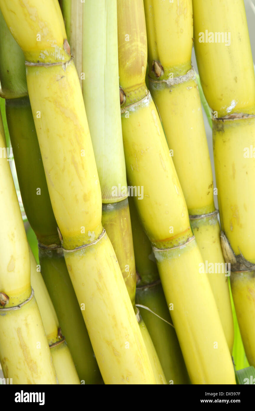 detailed texture and pattern of yellow cane trees Stock Photo - Alamy