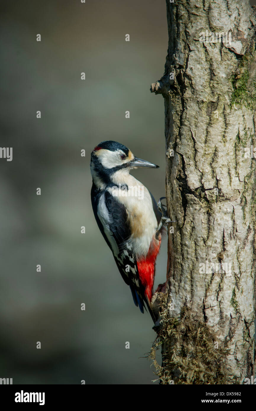 Spotted bird hi-res stock photography and images - Alamy