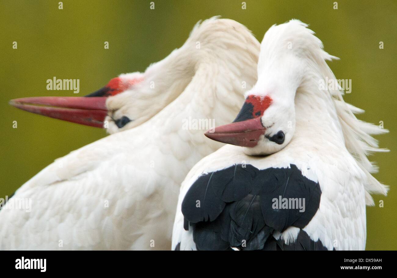 Rhein, Germany. 18 March 2014. Two White Stork perform a courtship ...