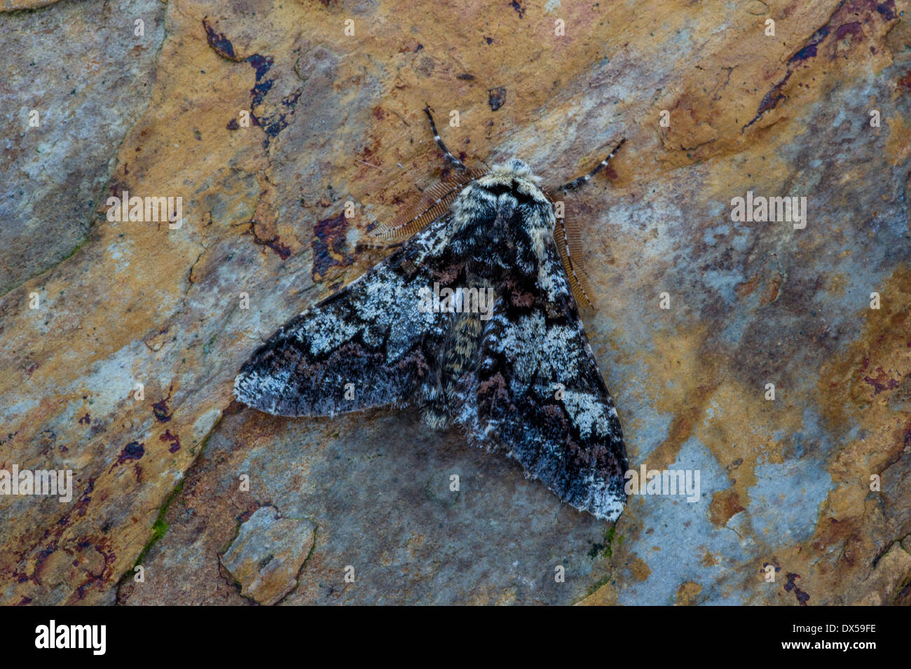 Biston moth hi-res stock photography and images - Alamy