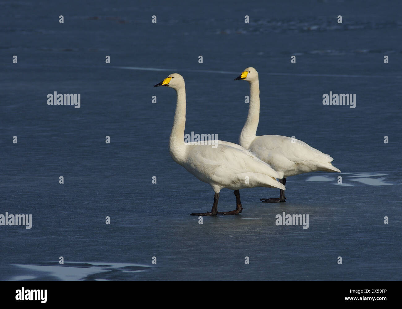 Two swans on the ice Stock Photo - Alamy