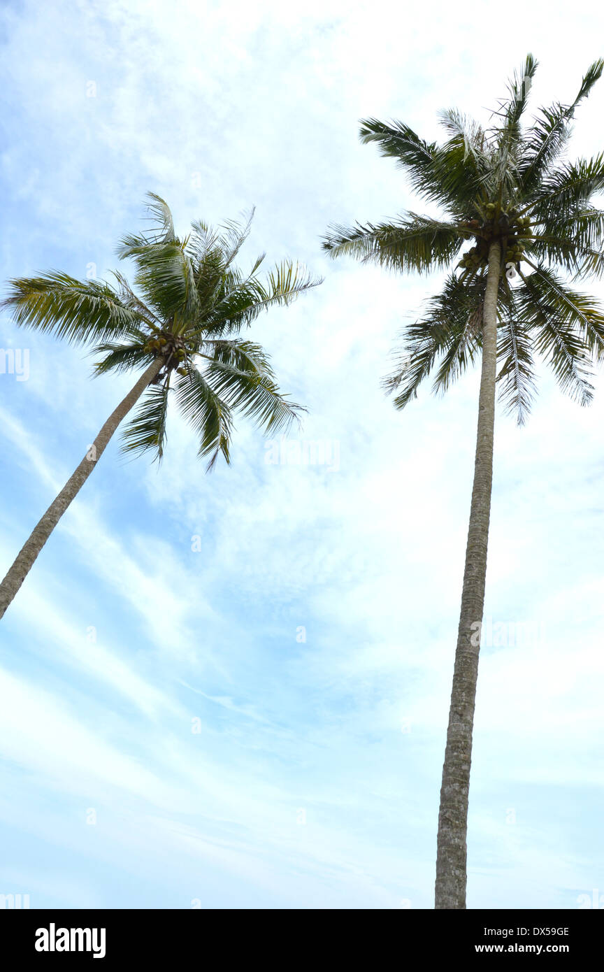 coconut tree agaist blue sky Stock Photo - Alamy