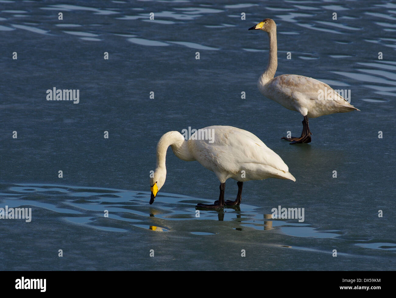 Swans animals hi-res stock photography and images - Alamy