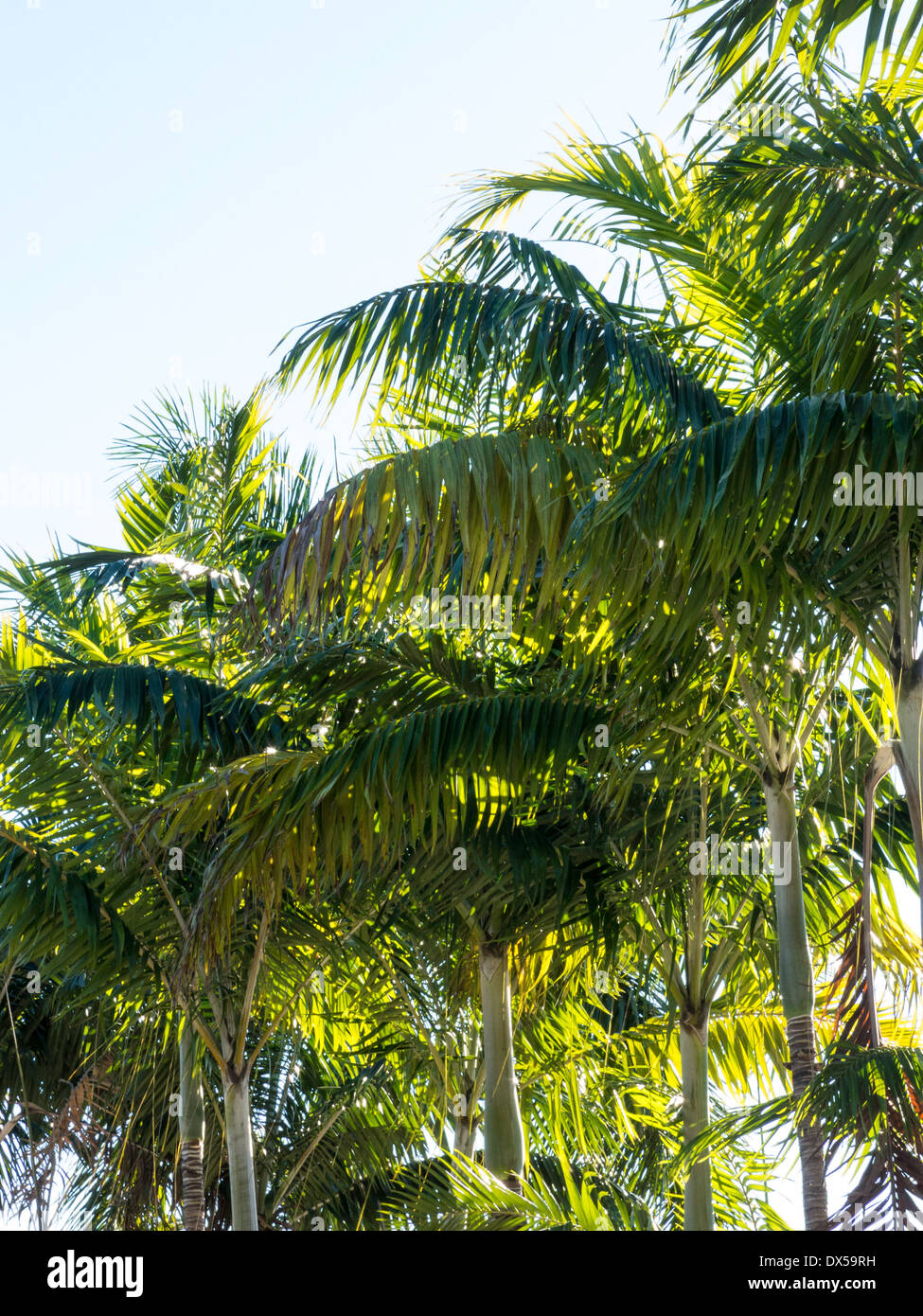 Palm Trees, Florida Stock Photo - Alamy