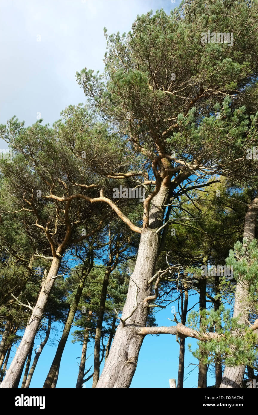 Scotch Pine trees in Nidderdale, North Yorkshire Stock Photo - Alamy