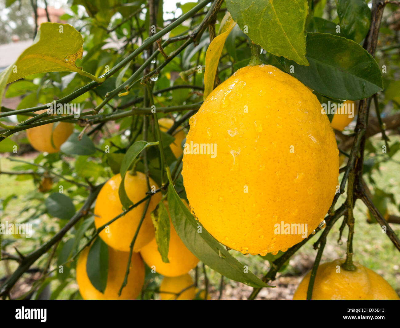 Florida citrus tree hi-res stock photography and images - Alamy