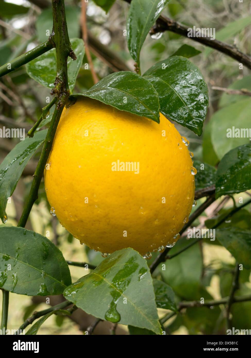 Florida citrus tree hi-res stock photography and images - Alamy