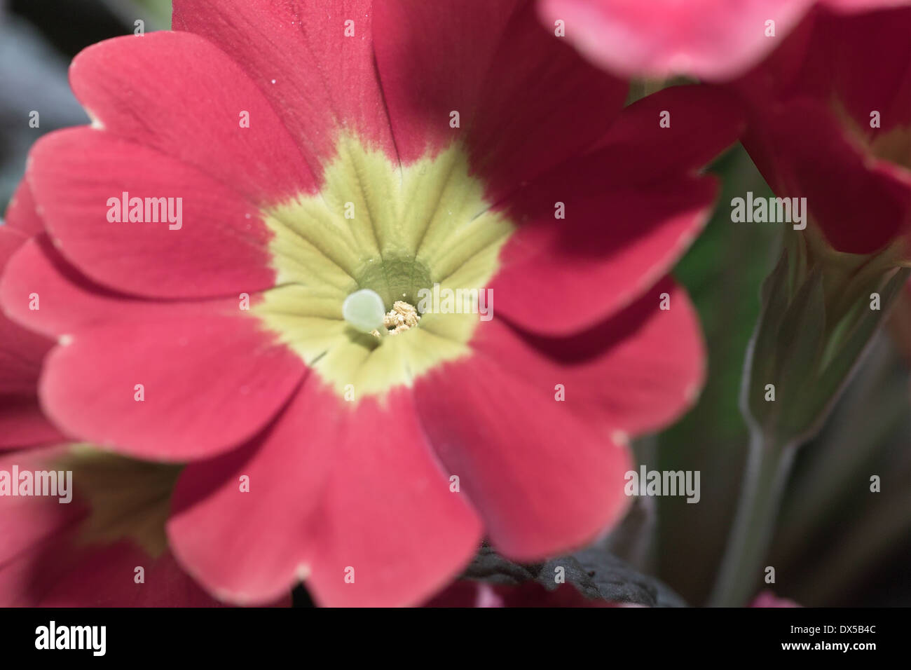 Primula a perennial primrose flowering plants in the family Primulaceae ...