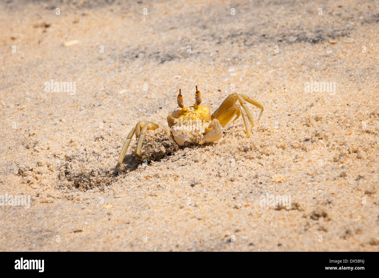 Kerala crab beach hi-res stock photography and images - Alamy