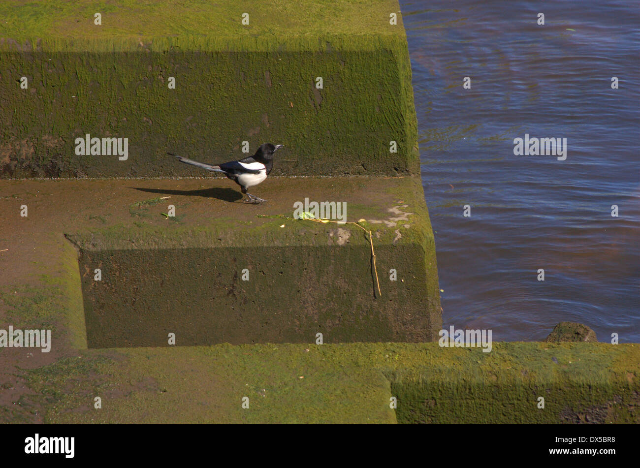 Magpie river hi-res stock photography and images - Alamy
