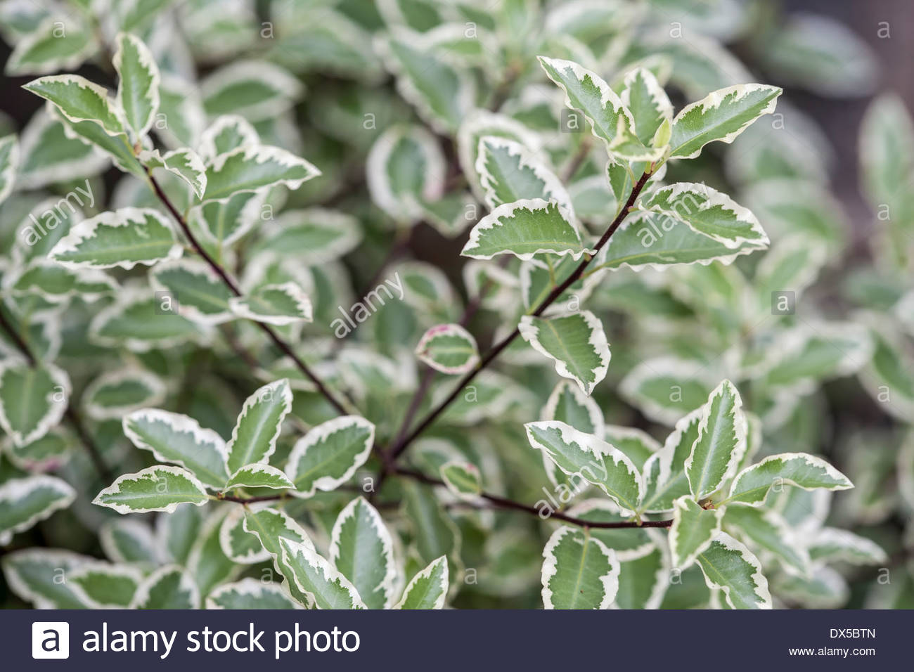 Variegated Pittosporum tenuifolium ‘Variegatum’ Stock Photo, Royalty ...