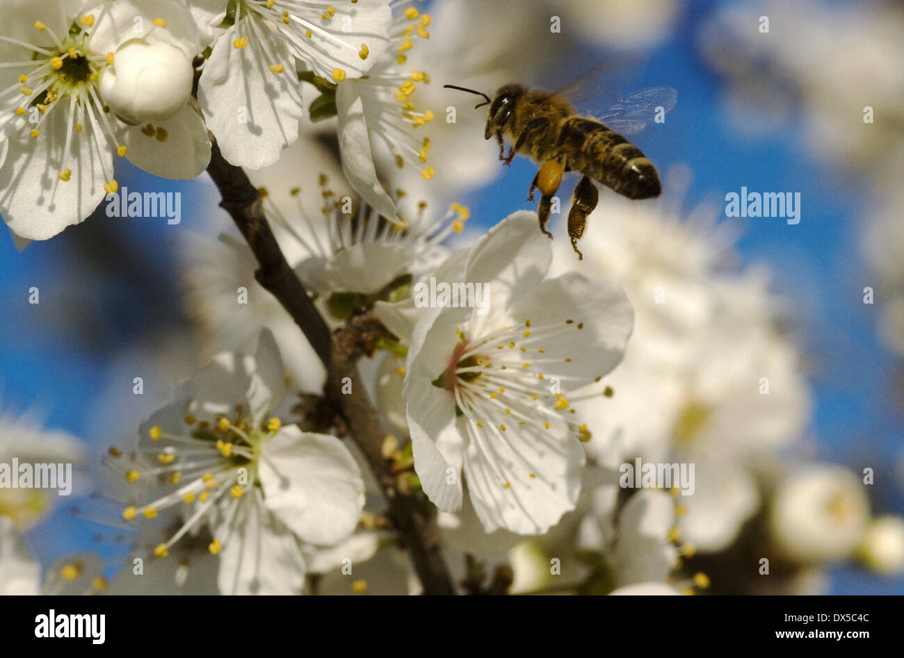 Blakan mountains hi-res stock photography and images - Alamy