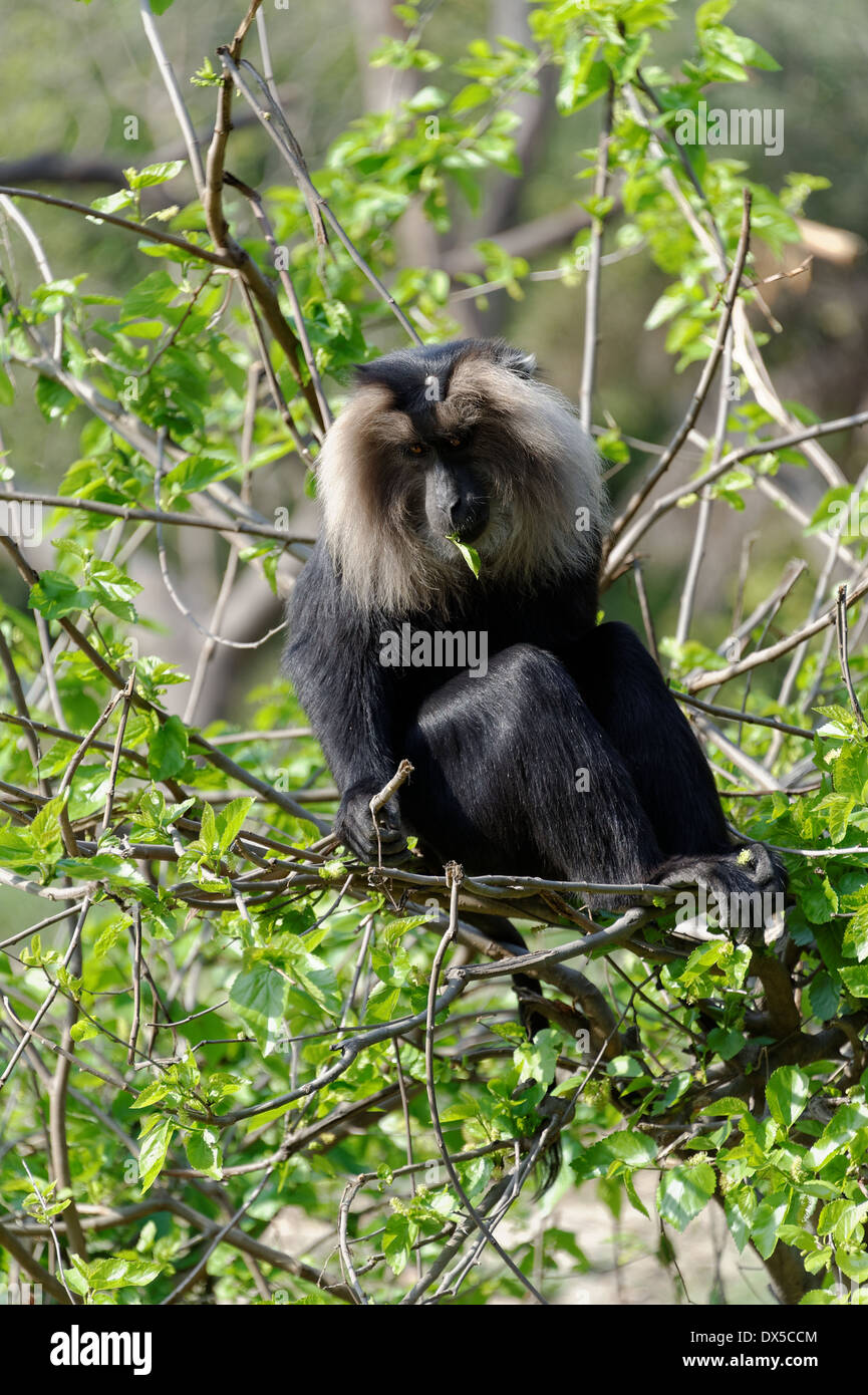 The lion-tailed macaque (Macaca silenus), or the wanderoo, is an Old ...