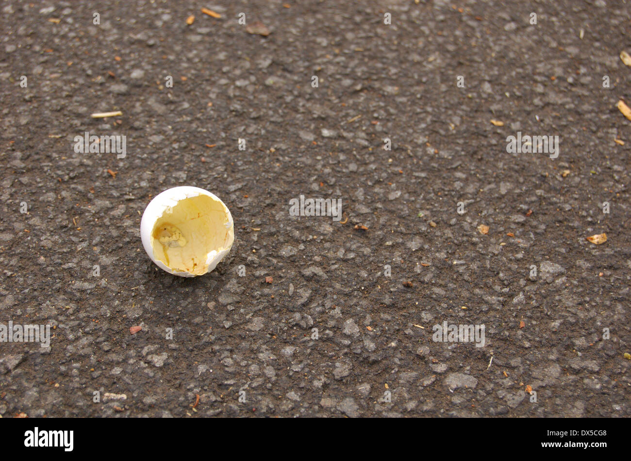 Hatched egg shell hi-res stock photography and images - Alamy