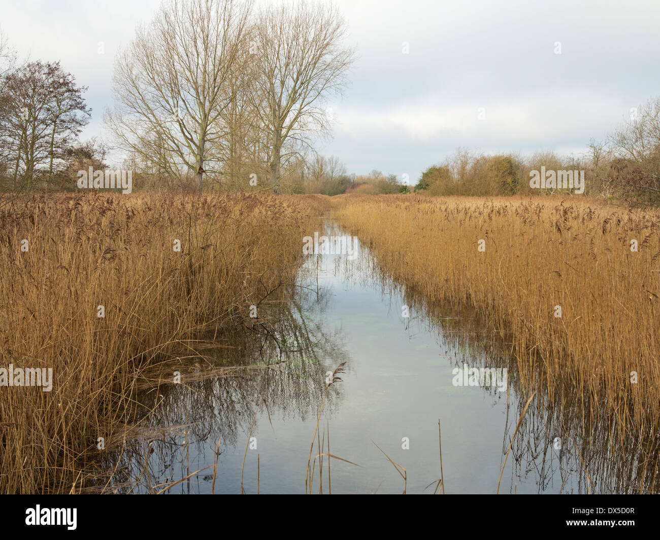 Fowlmere rspb nature reserve hi-res stock photography and images - Alamy