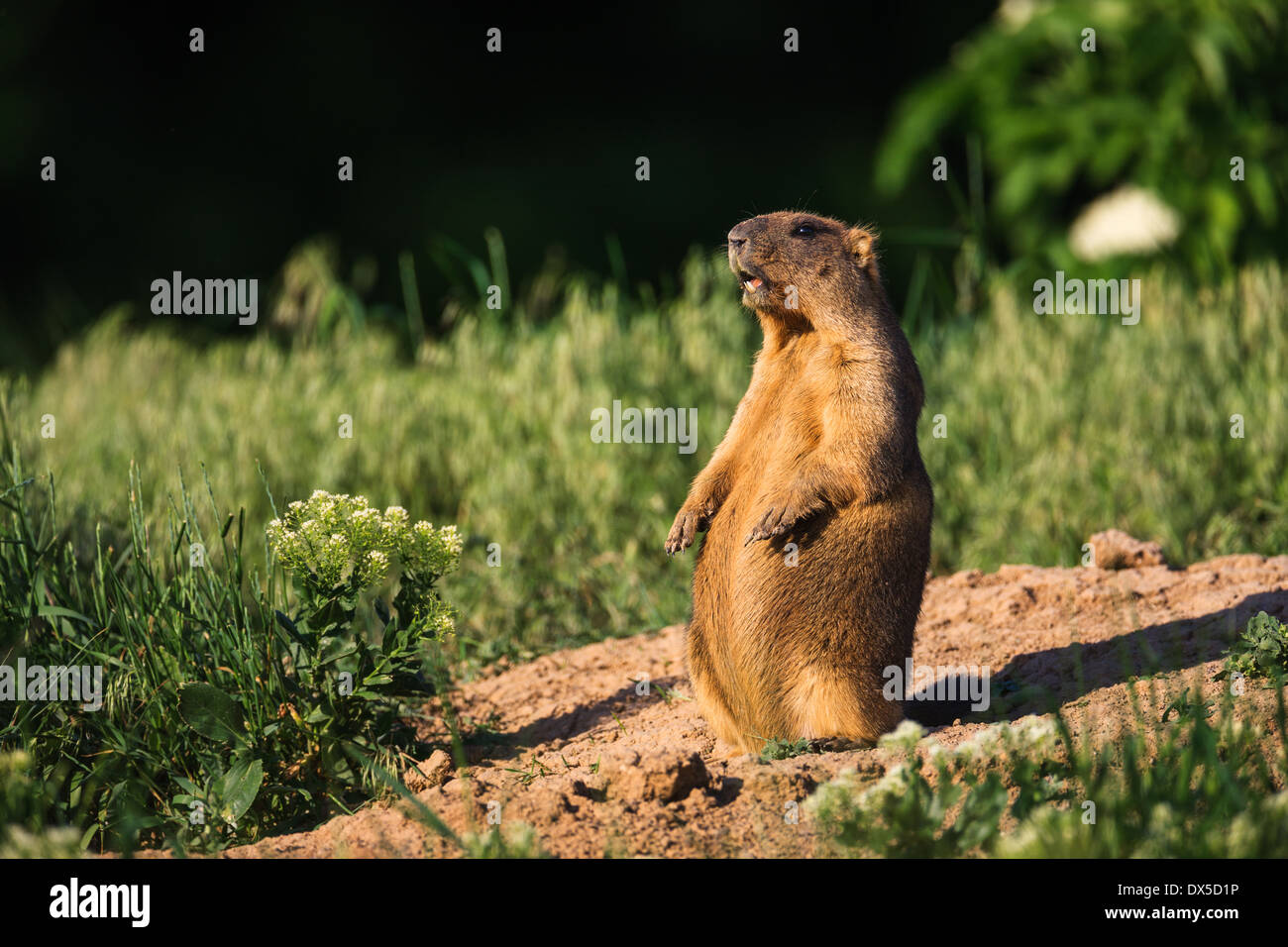 Bobak marmot (Marmota bobak) near its den Stock Photo - Alamy