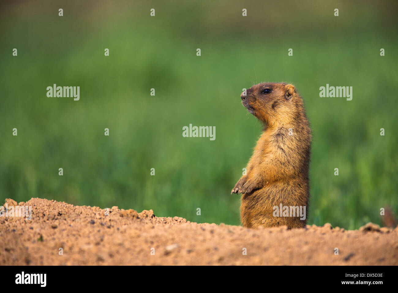 Marmot den hi-res stock photography and images - Alamy