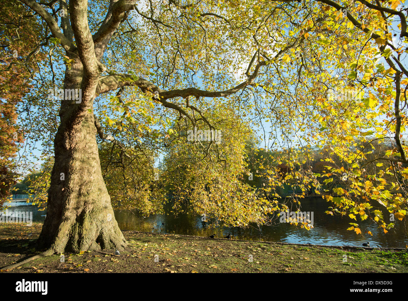 Tree in London park Stock Photo - Alamy