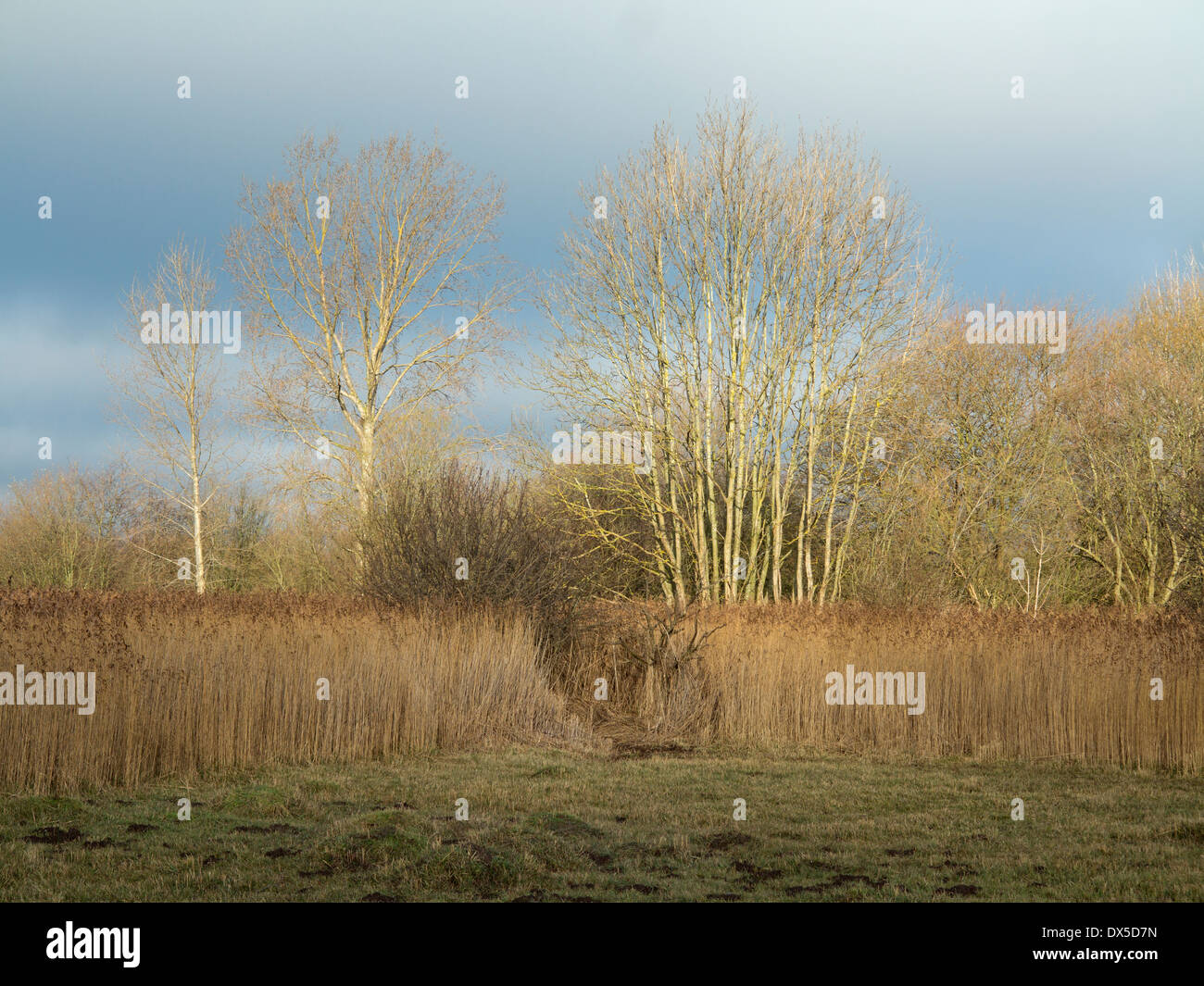 Fowlmere nature reserve hi-res stock photography and images - Alamy
