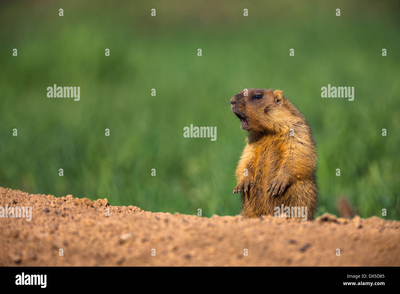 Bobak marmot (Marmota bobak) near its den Stock Photo - Alamy