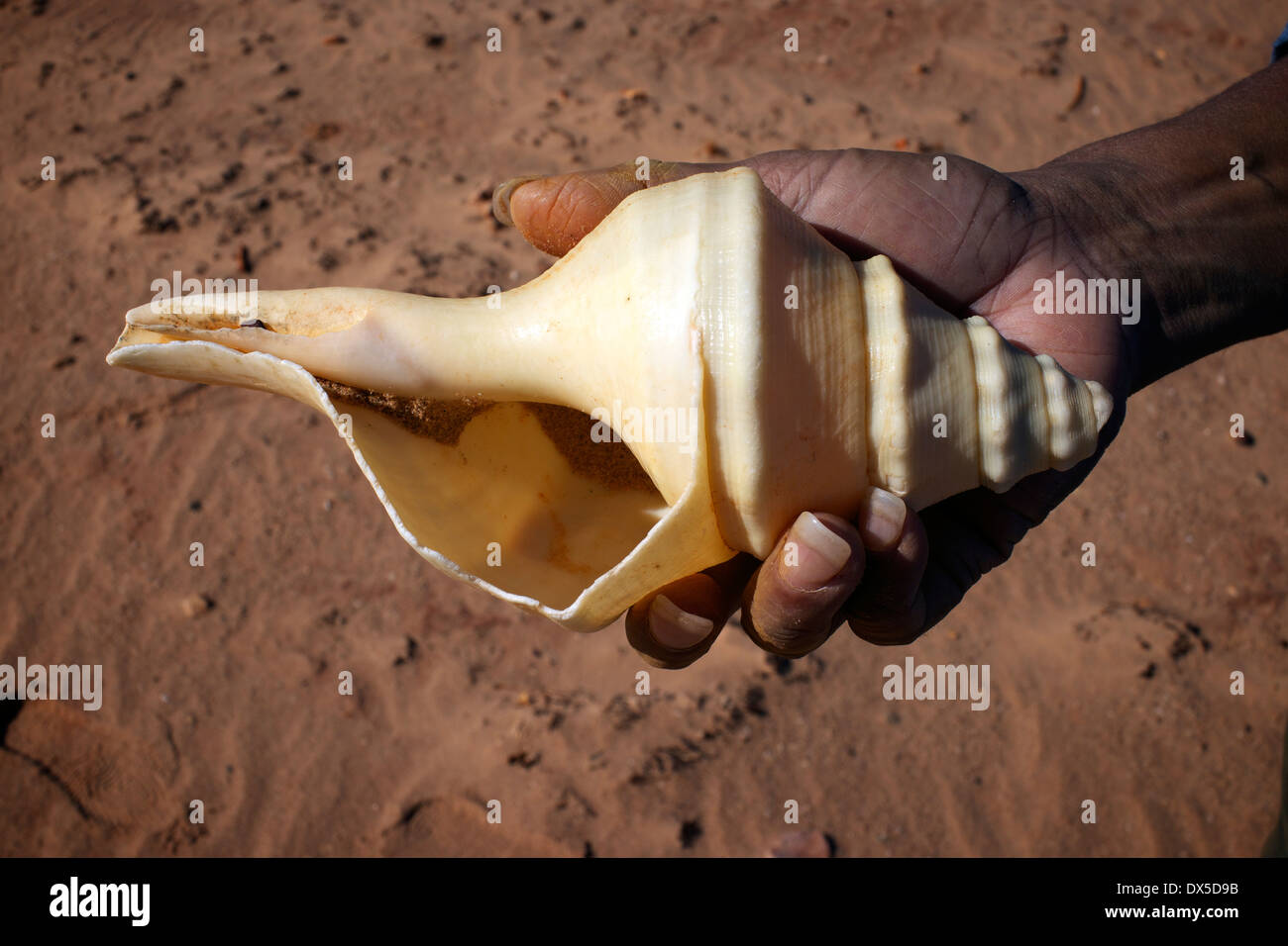 Large Sea Shell Stock Photo - Alamy