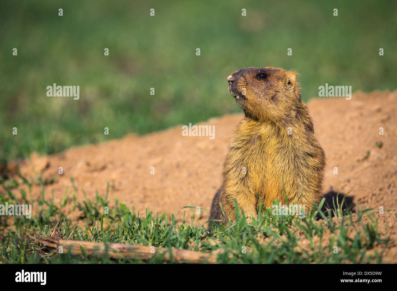 Bobak marmot (Marmota bobak) near its den Stock Photo - Alamy