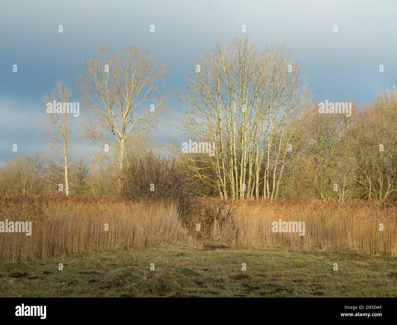 Sunny winter scene with reed beds at RSPB Fowlmere nature reserve ...