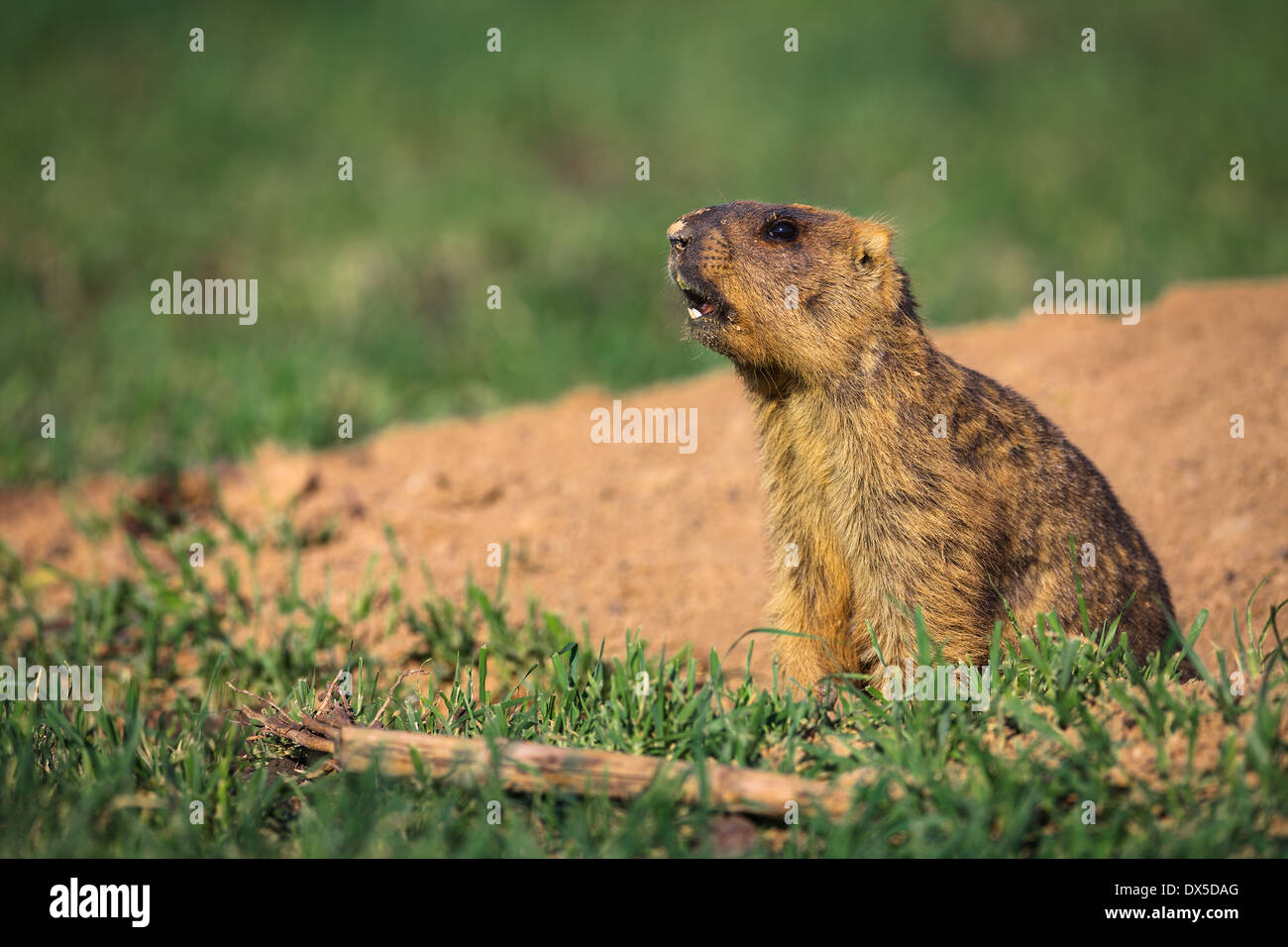 Bobak marmot (Marmota bobak) near its den Stock Photo - Alamy