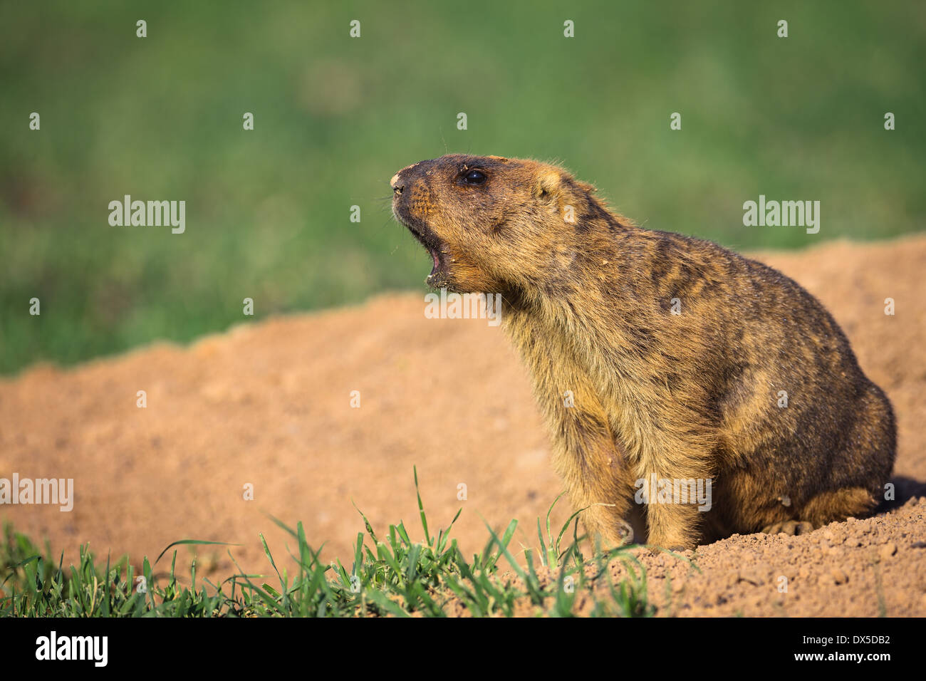 Steppe marmots hi-res stock photography and images - Alamy