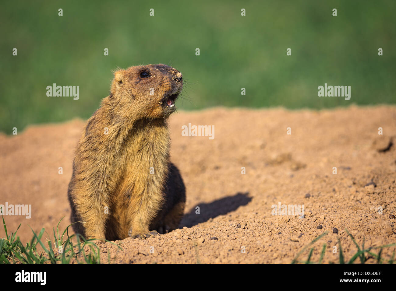 Bobak marmot (Marmota bobak) near its den Stock Photo - Alamy